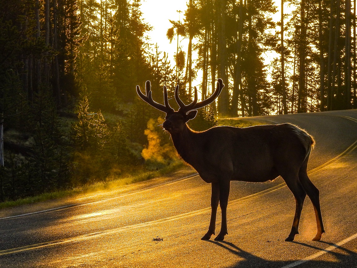 Richtiges Verhalten bei einem Wildunfall